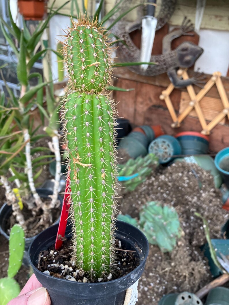 Weberbauerocereus Winterianus Columnar Clustering Cactus 8”tall This ...