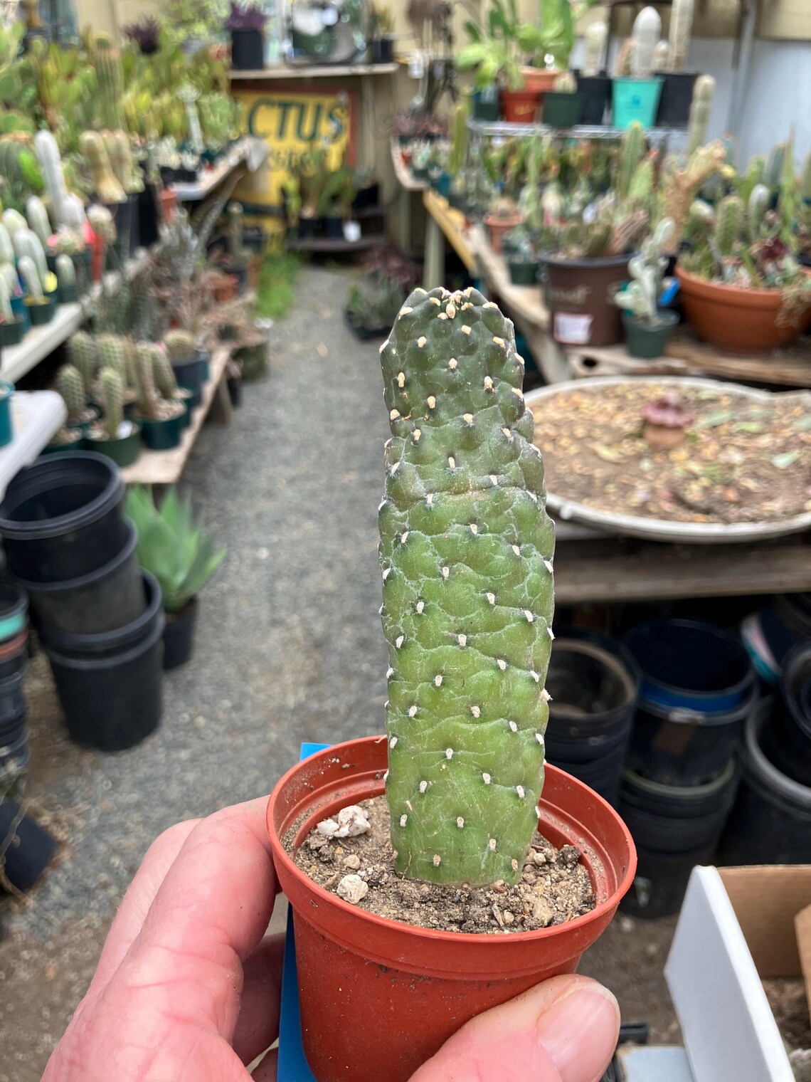 Opuntia Consolea Roadkill Cactus 5”tall This Plant Road Kill - Etsy