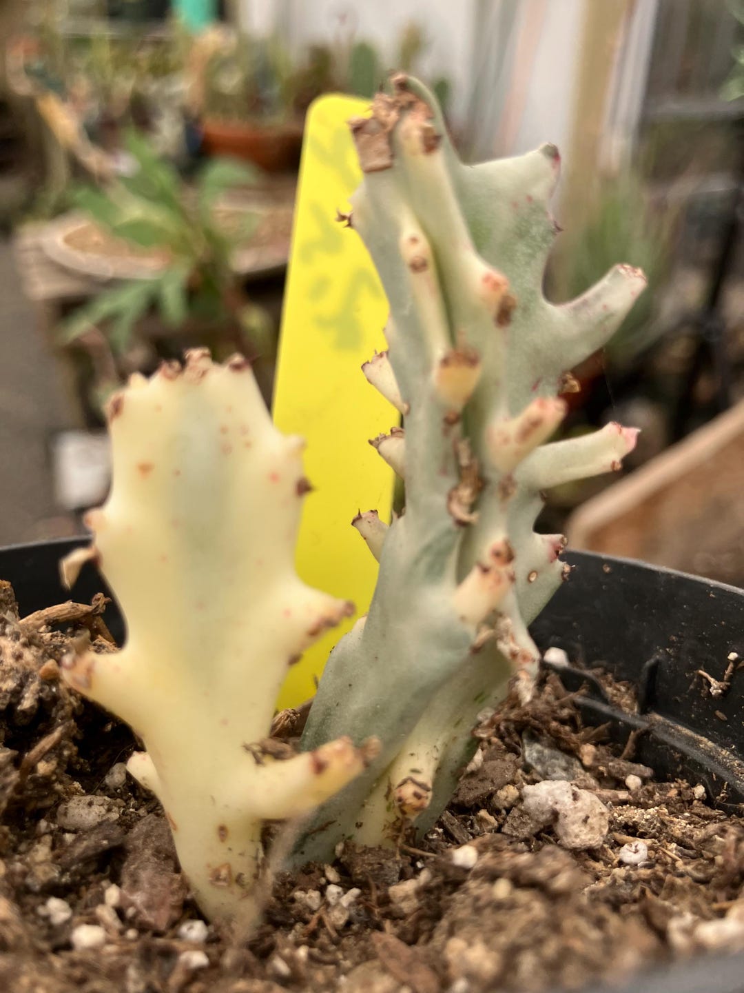 Euphorbia Lactea Var. Dragon Tree Bones 2.5tall This Plant Bare Root ...