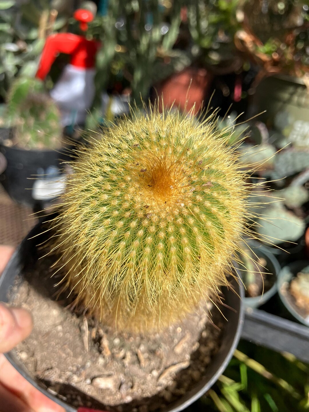 Notocactus Golden Ball Cactus 5" Tall 8"circumference This Plant - Etsy