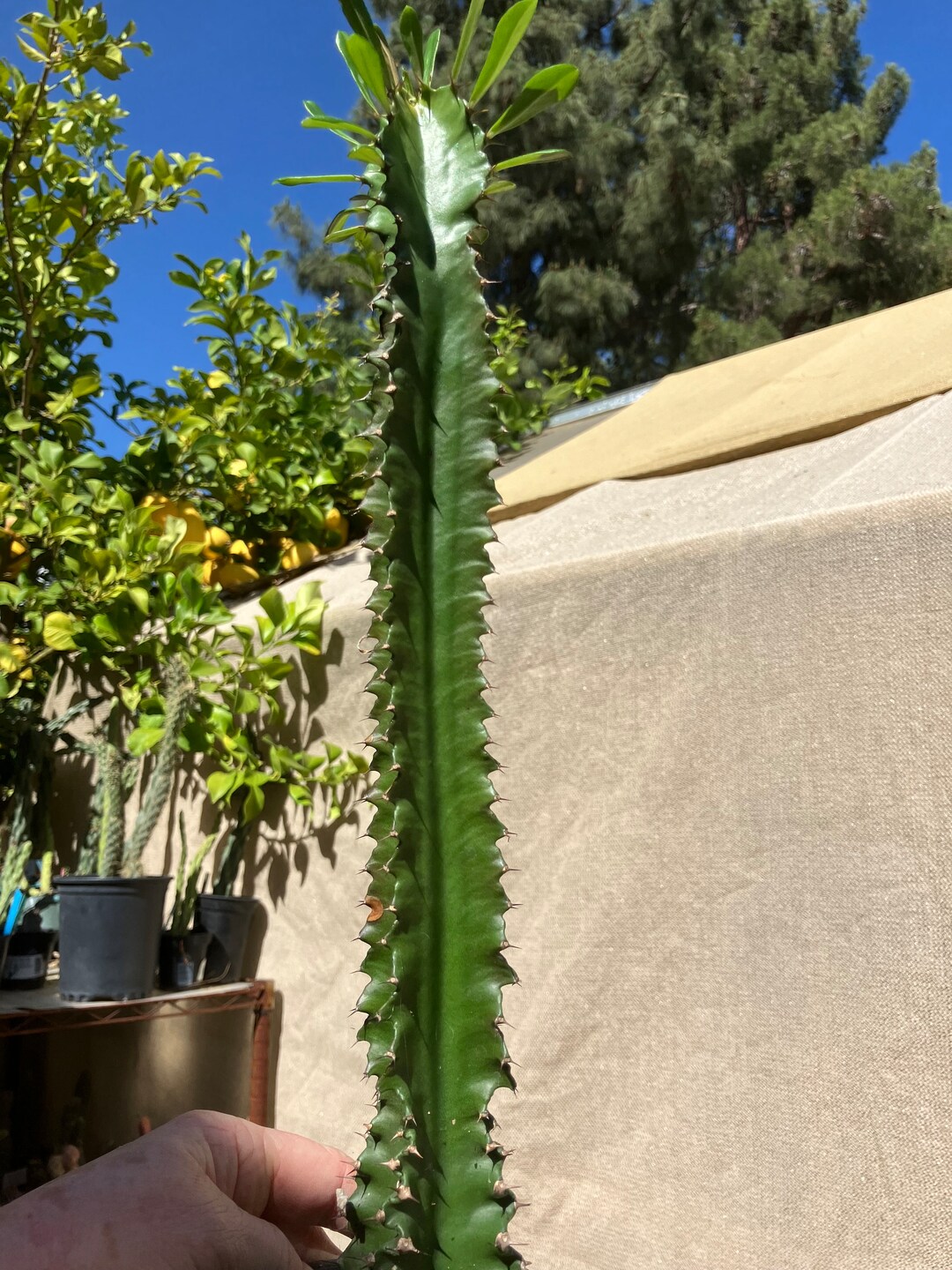Euphorbia Ingens Chocolate Drop 15 Tall This Plant Bare Root - Etsy