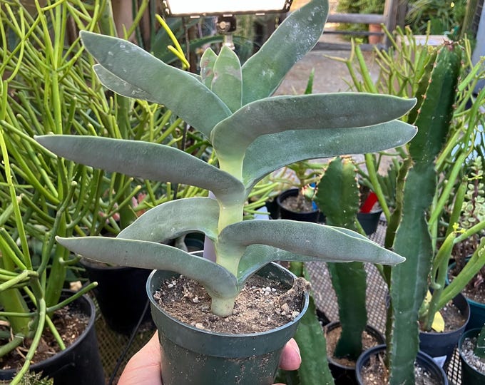 Crassula Falcata Propeller, Airplane Plant Succulent 7"tall "this Plant ...