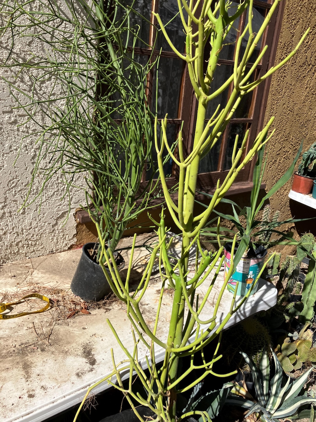 Euphorbia Tirucalli Pencil Cactus 44" Tall 12" Wide This Plant - Etsy