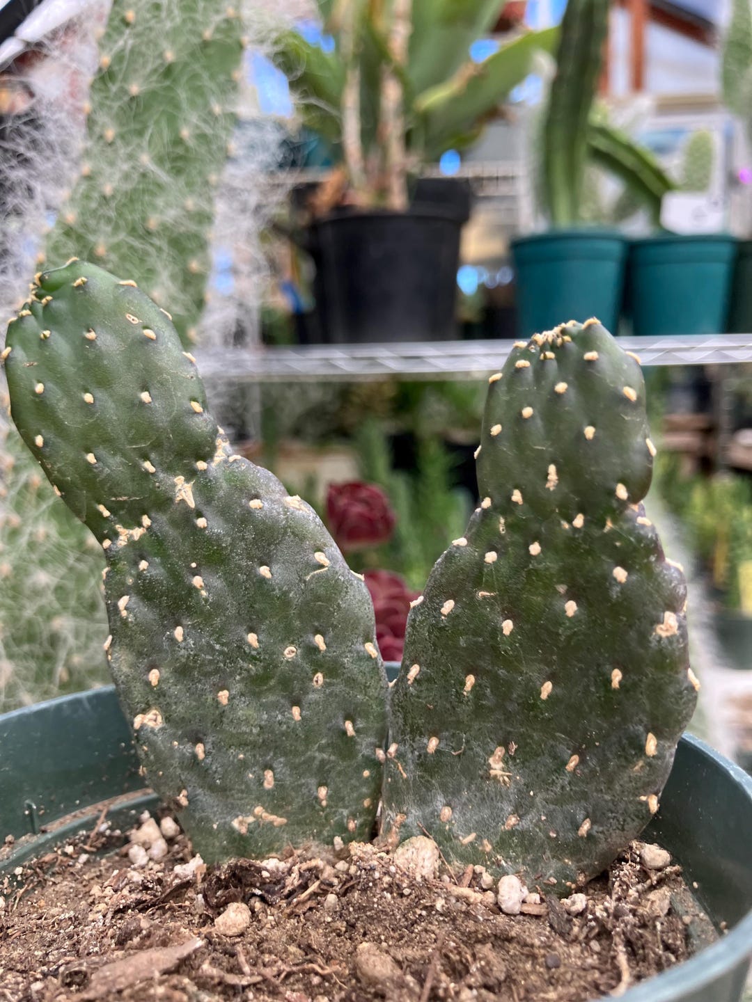 Opuntia Consolea Roadkill Cactus 3.5”tall This Plant - Etsy