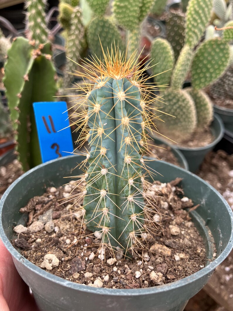 Blue Torch Cactus (pilosocereus Azureus): 3" Tall, Unique Blue - Etsy