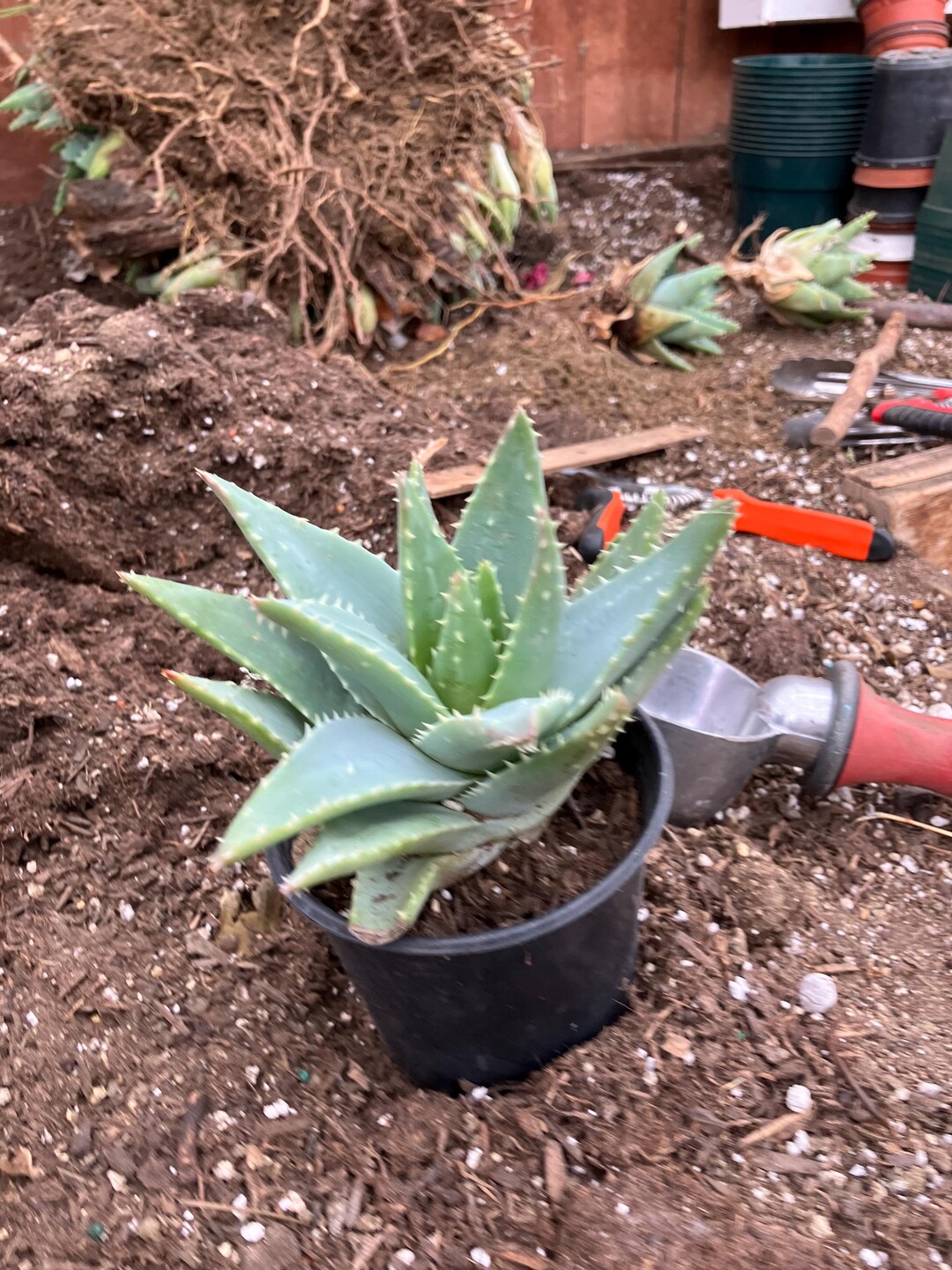 Aloe~ Brevifolia Crocodile Short-leaf Aloe Clustering Succulent Plant ...