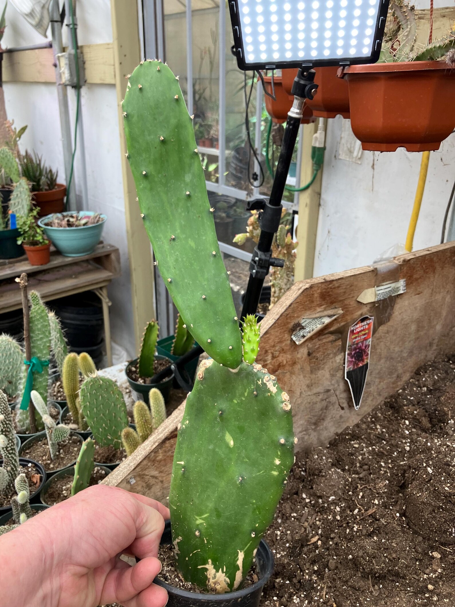 Opuntia Emerald Wave Cactus: Fast Growing, Orange/red Blooms - Etsy