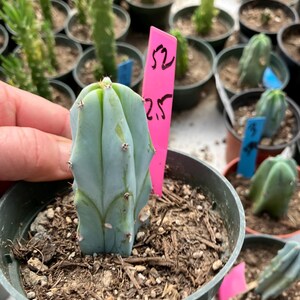 Myrtillocactus Geometrizans Blue Myrtle Cactus 2.5 Tall this Plant - Etsy