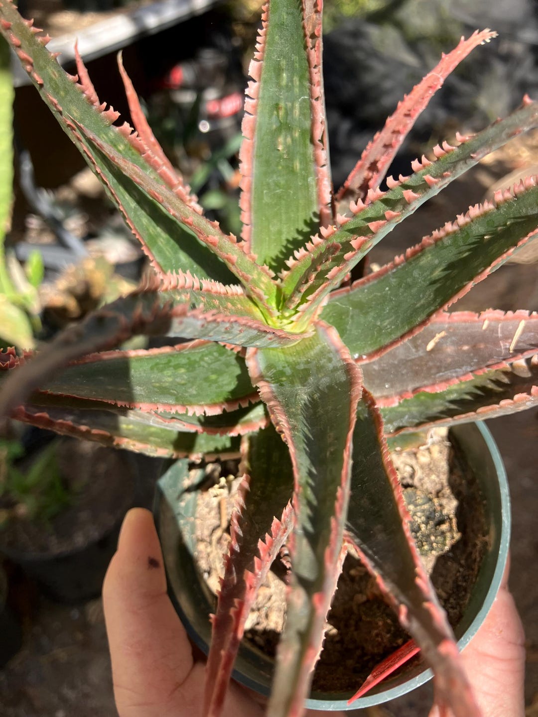 Aloe Swordfish 6wide Succulent - Etsy