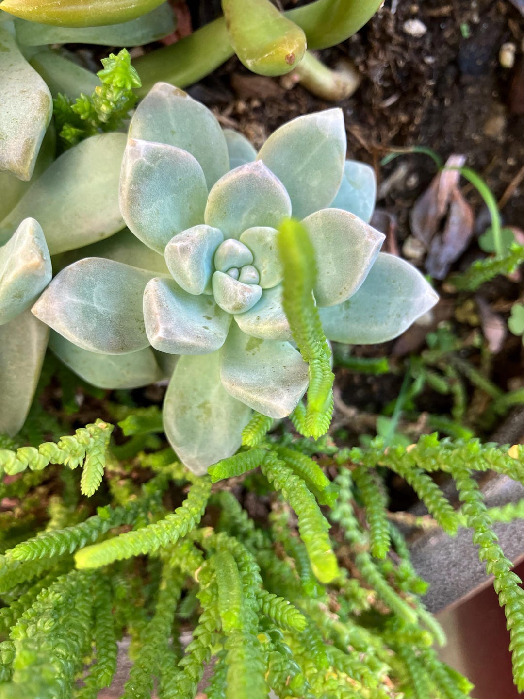 Assorted Aeonium Rosettes 5 Types - Etsy