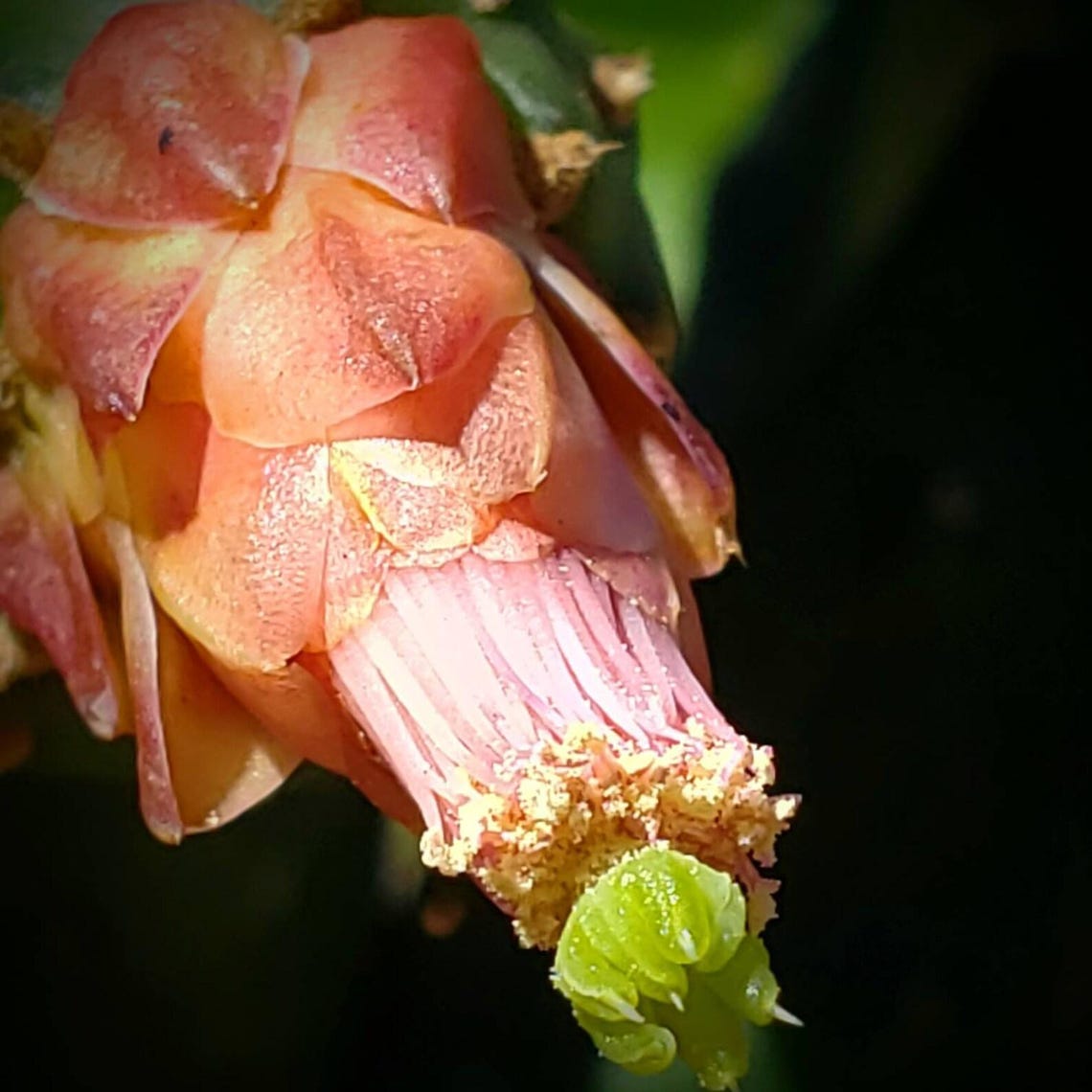 Opuntia Emerald Wave Cactus: Fast Growing, Orange/red Blooms - Etsy
