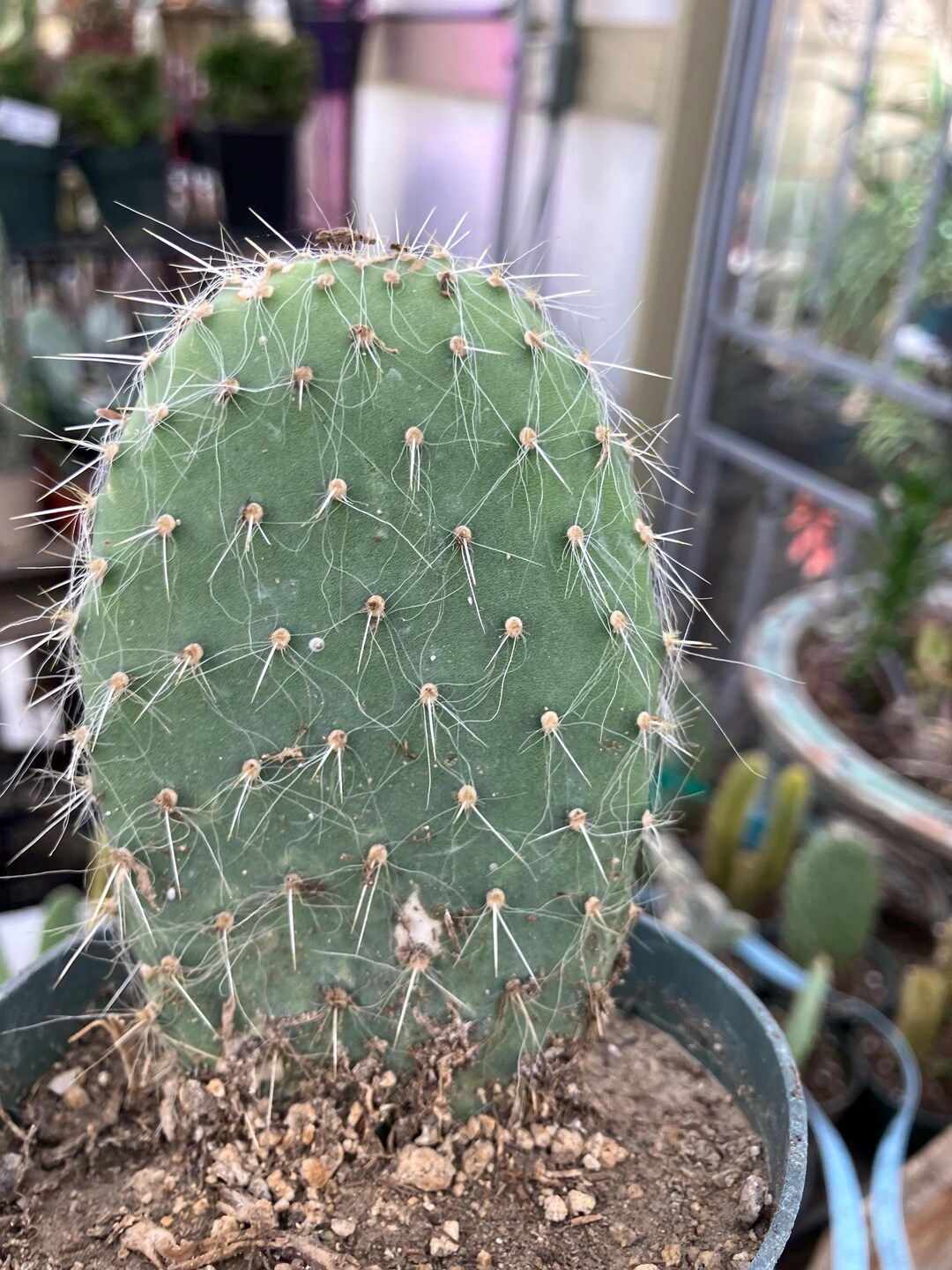 Opuntia Leucotricha Aaron's Beard Cactus 4" Tall This Plant - Etsy