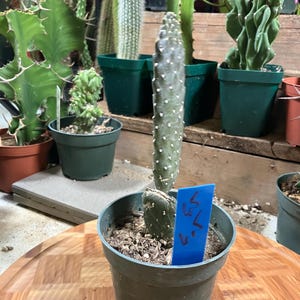 Opuntia Consolea Roadkill Cactus 6.5”tall This Plant - Etsy