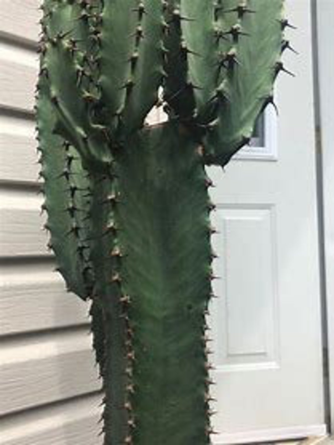 Euphorbia Ingens Chocolate Drop 10 Tall This Plant Bare Root - Etsy