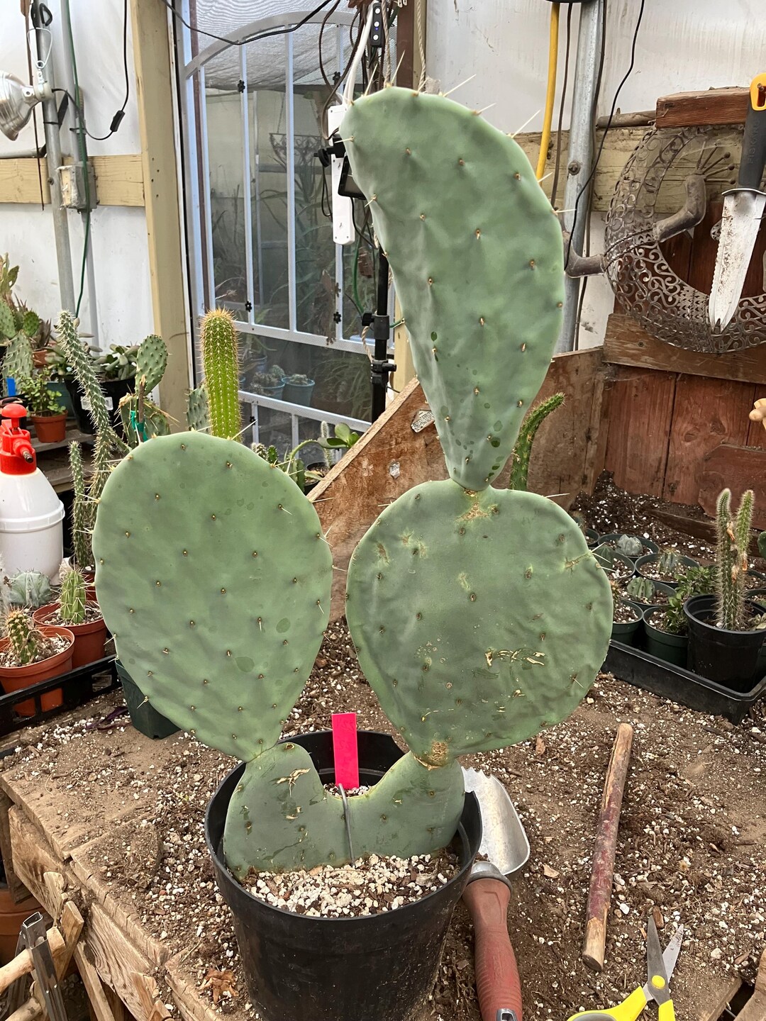 Opuntia Cactus Dinner Plate Nopal Silver Dollar Cactus 8”tall 7.5 ...