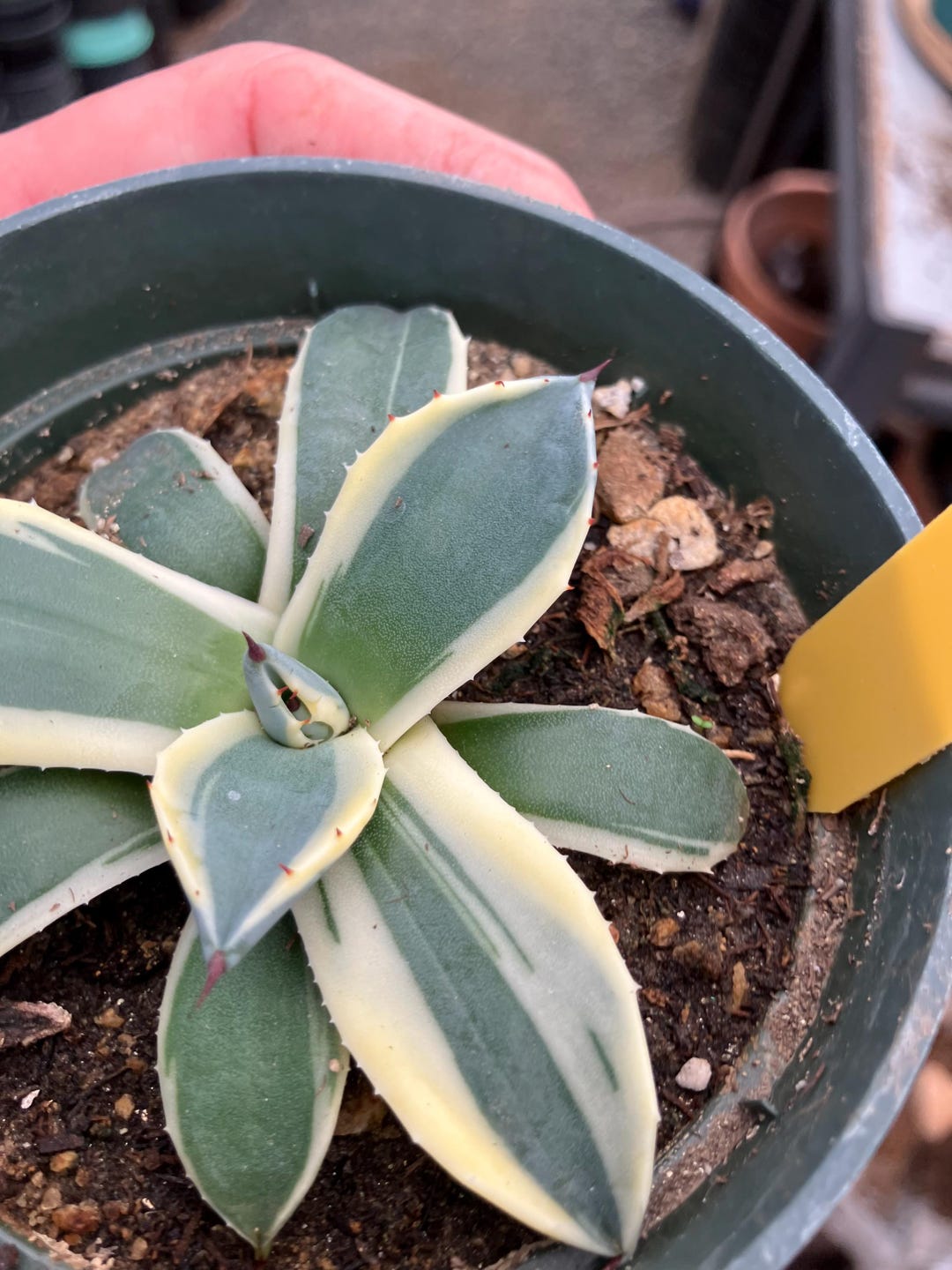 Agave Applanta Cream Spike 3” Wide This Plant - Etsy