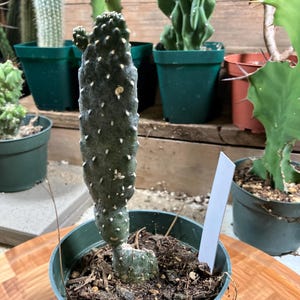 Opuntia Consolea Roadkill Cactus 6”tall This Plant - Etsy