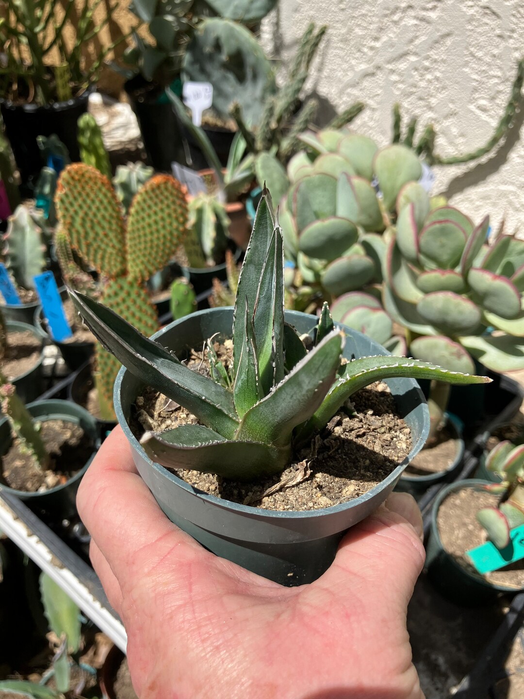 Agave Ferdinand Pinguino Pinguins 3 Wide This Plant - Etsy