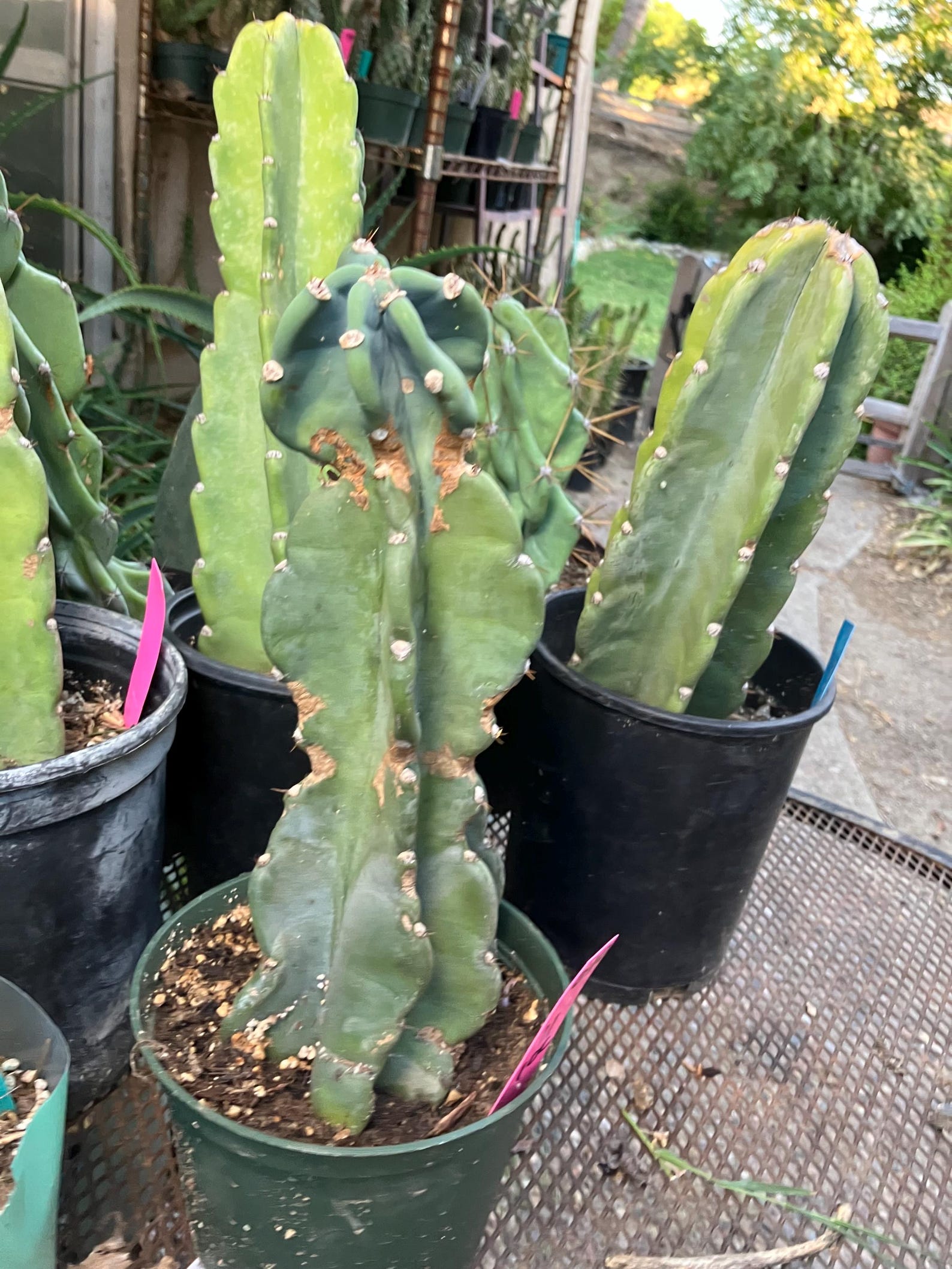 Cereus Peruvianus Cactus 11" Tall 10"circum. Night Blooming Fruit This ...
