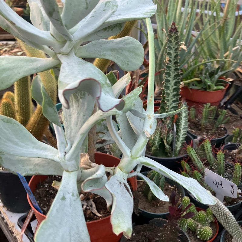 Silver Succulent - Etsy