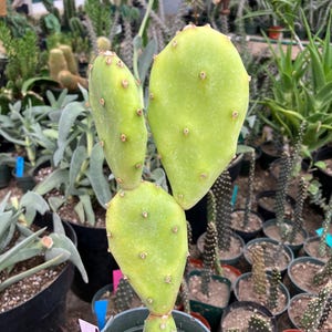 Opuntia Canterae Elata Ground Crawling Cactus 9" Tall This Plant - Etsy