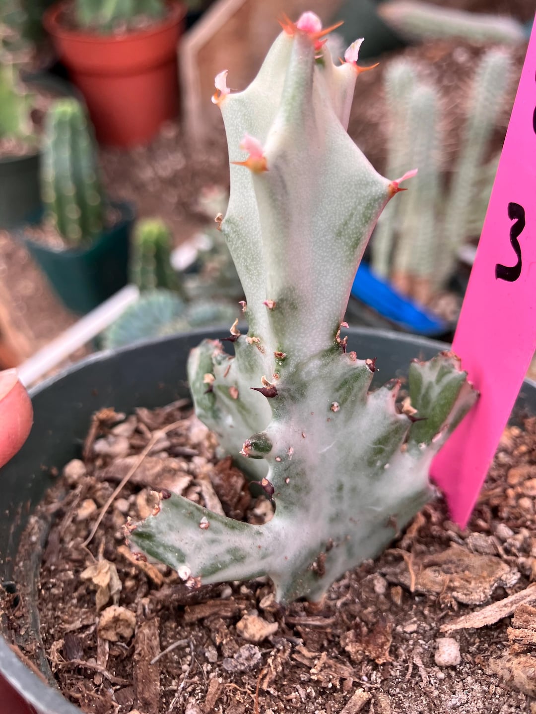 Dragon Tree Bones Euphorbia Lactea: 3" Bare Root Succulent - Etsy