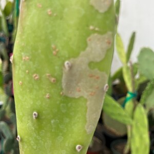Opuntia Canterae Elata Ground Crawling Cactus 12 Tall This Plant - Etsy