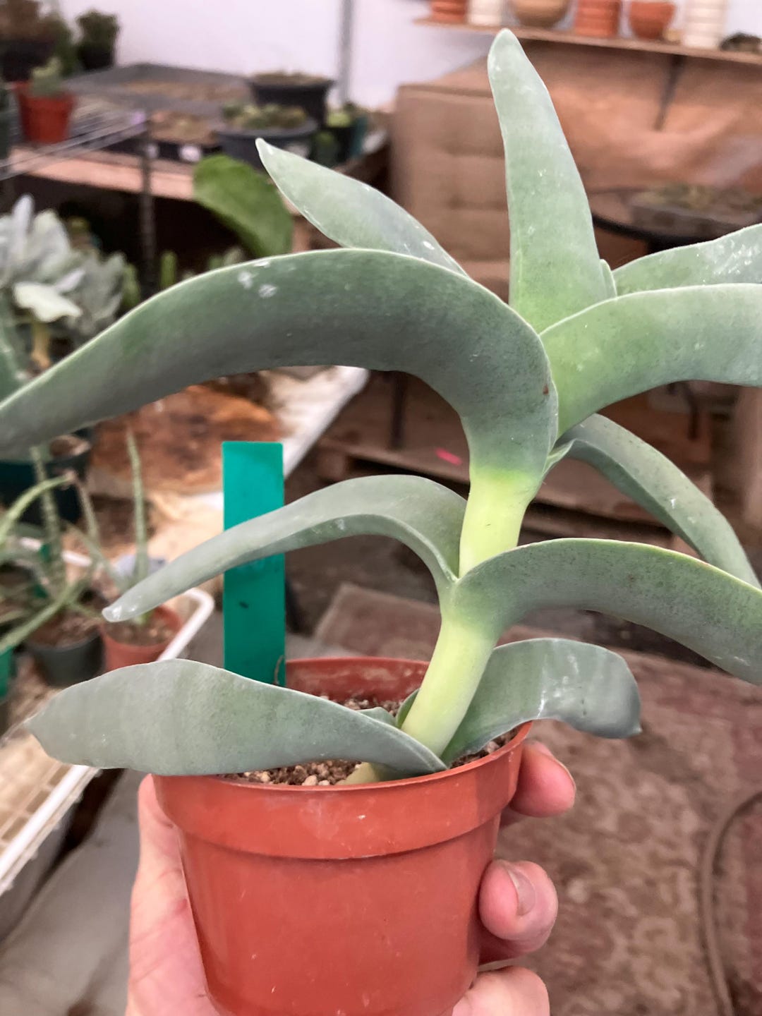 Crassula Falcata Propeller, Airplane Plant Succulent 7”tall "this Plant ...