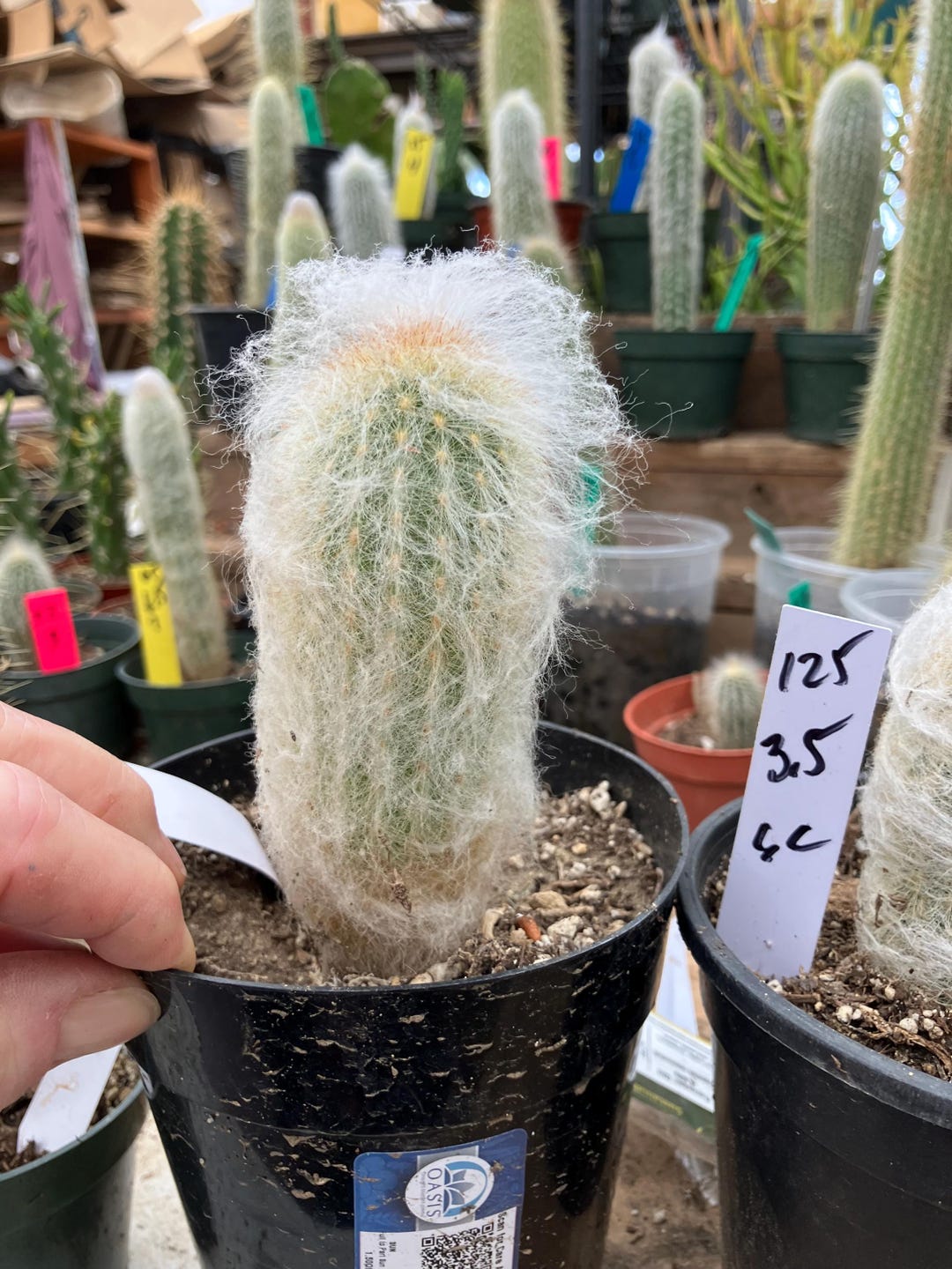 Espostoa Lanata Old Man of the Mountain 5.5" Tall This Plant Bare Root - Etsy