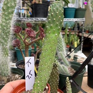 Opuntia Consolea Roadkill Cactus 7.5”tall This Plant - Etsy