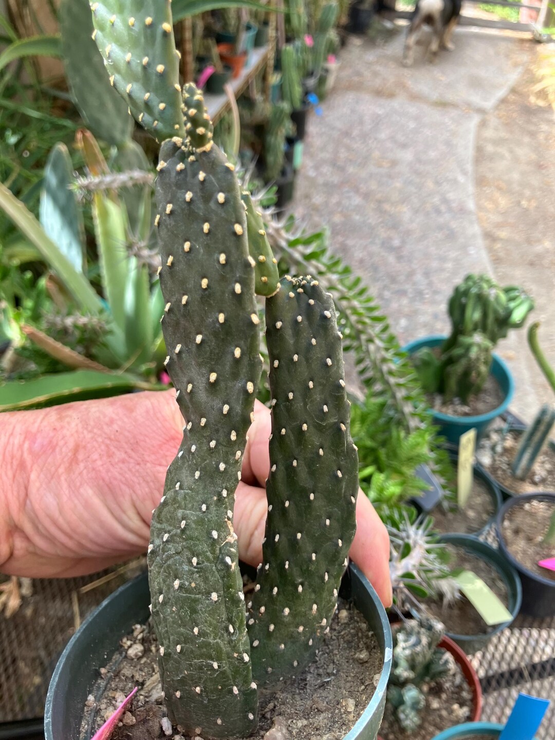 Opuntia Consolea Roadkill Cactus 7tall This Plant - Etsy