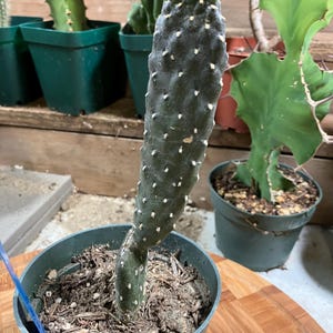 Opuntia Consolea Roadkill Cactus 6.5”tall This Plant - Etsy