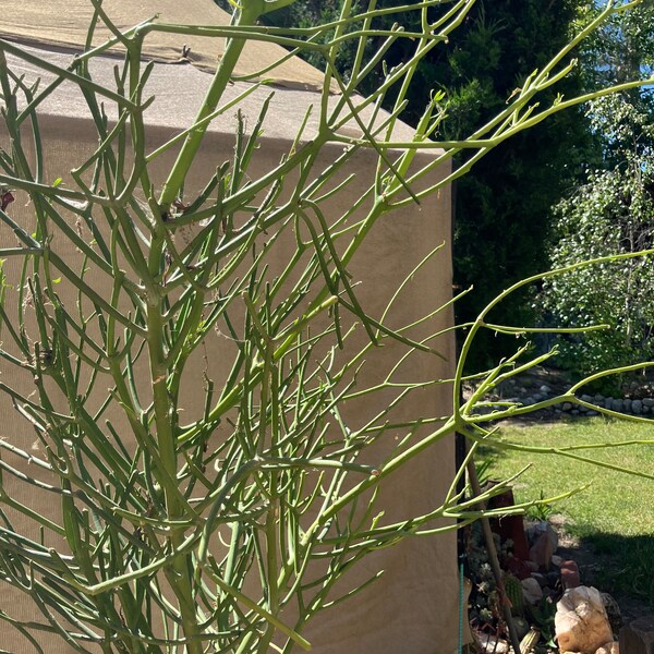 Pencil Cactus - Etsy