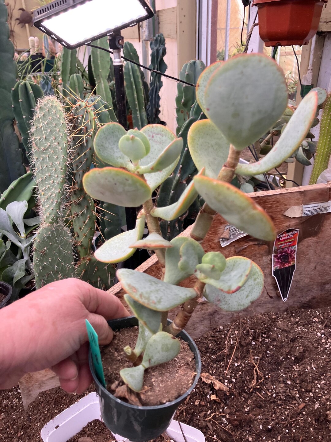 Crassula Arborescens Silver Dollar 11”tall Succulent "this Plant" - Etsy
