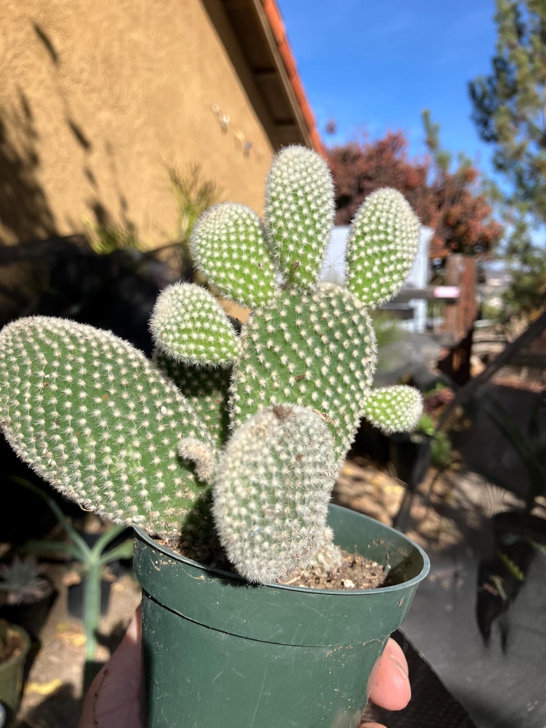 Angel Wings 5.5"tall 5.5" Wide Cactus/succulent Living Plant - Etsy