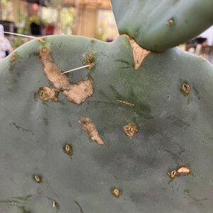 Opuntia Cactus Dinner Plate Nopal Silver Dollar Cactus 22”tall 14" Wide ...