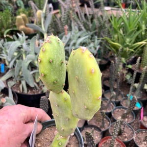 Opuntia Canterae Elata Ground Crawling Cactus 9" Tall This Plant - Etsy