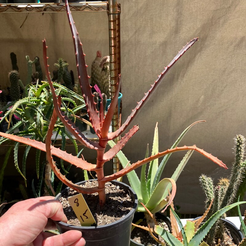 Aloe Hybrid - Etsy