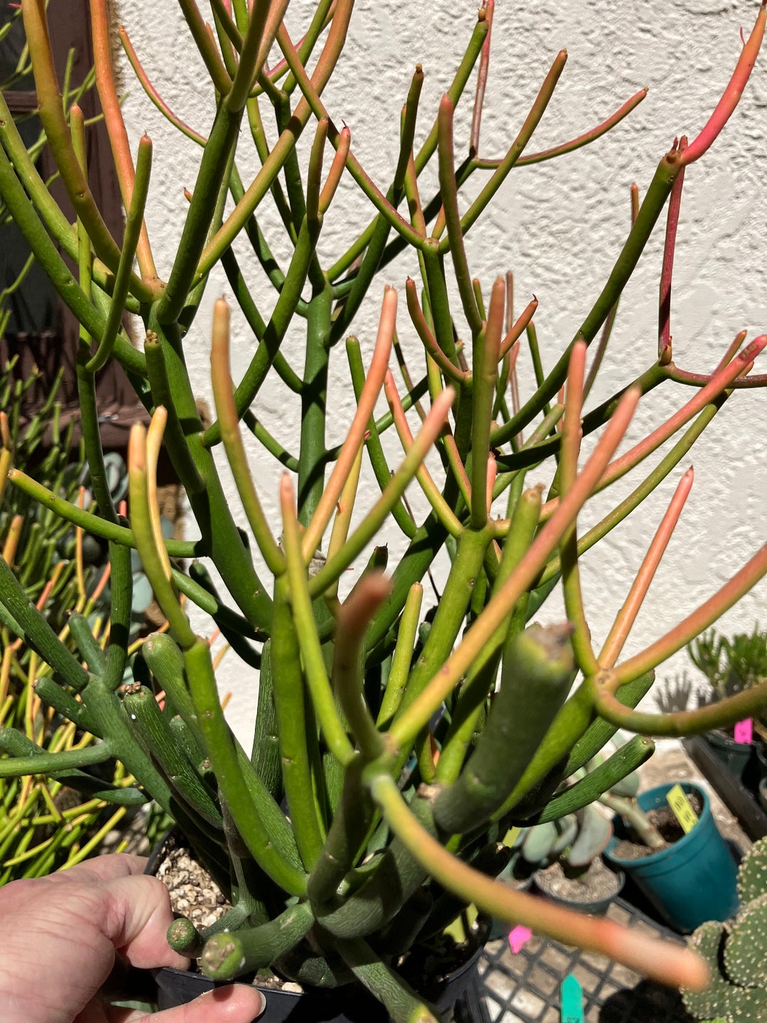 Euphorbia Tirucalli Fire Stick , Sticks of Fire 12 Tall 14 Wide - Etsy