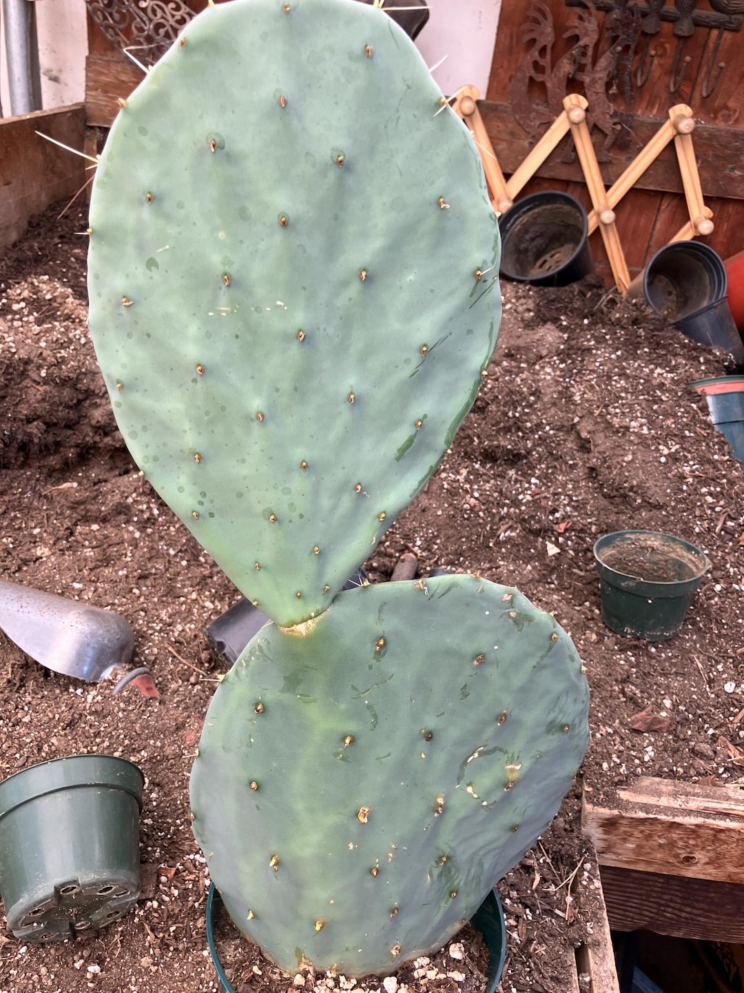 Opuntia Cactus Dinner Plate Nopal Silver Dollar Cactus 17”tall 8”wide ...