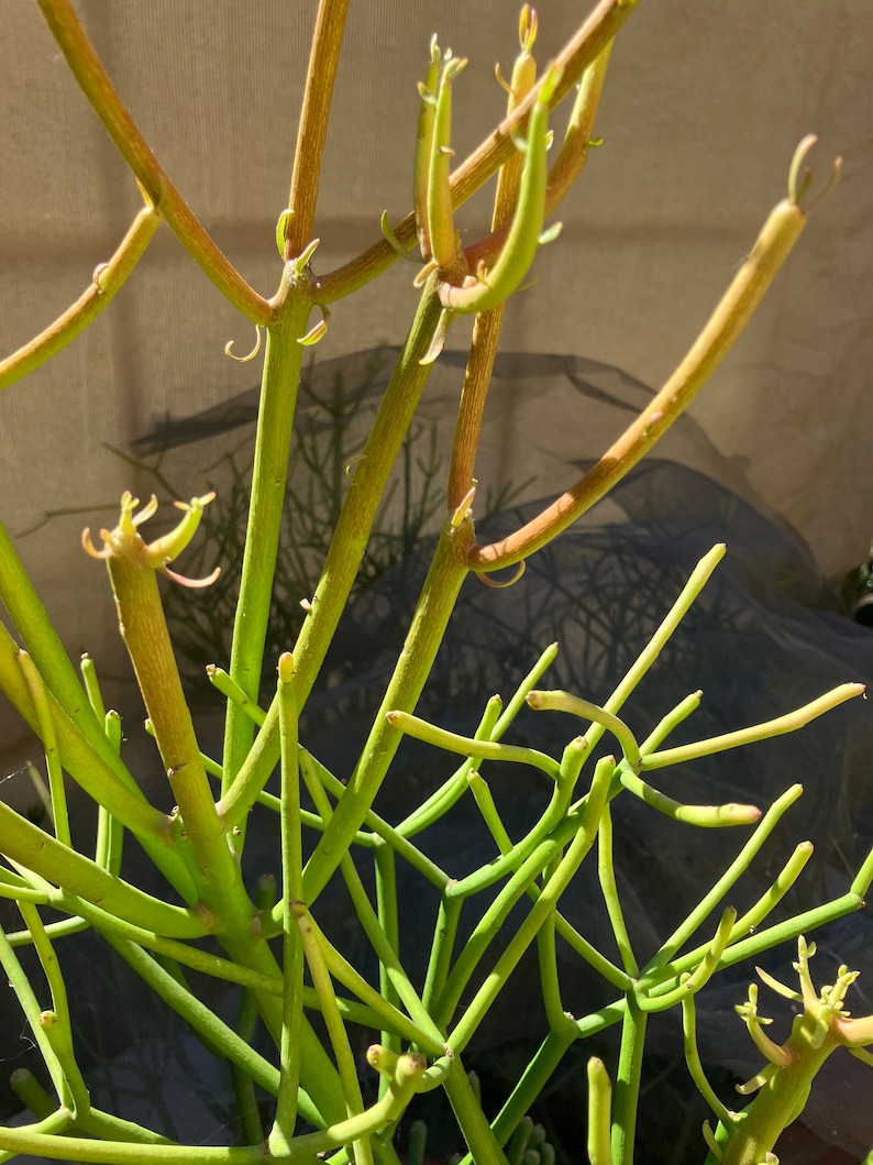 Euphorbia Tirucalli Fire Stick Cactus 32 Tall 16 Wide This Plant - Etsy