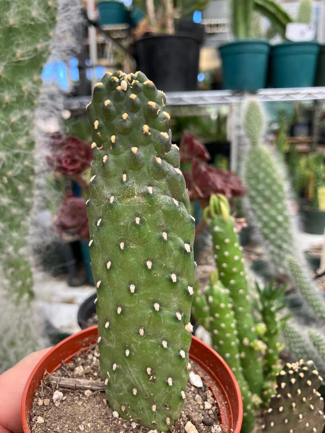 Opuntia Consolea Roadkill Cactus 4.5”tall This Plant - Etsy