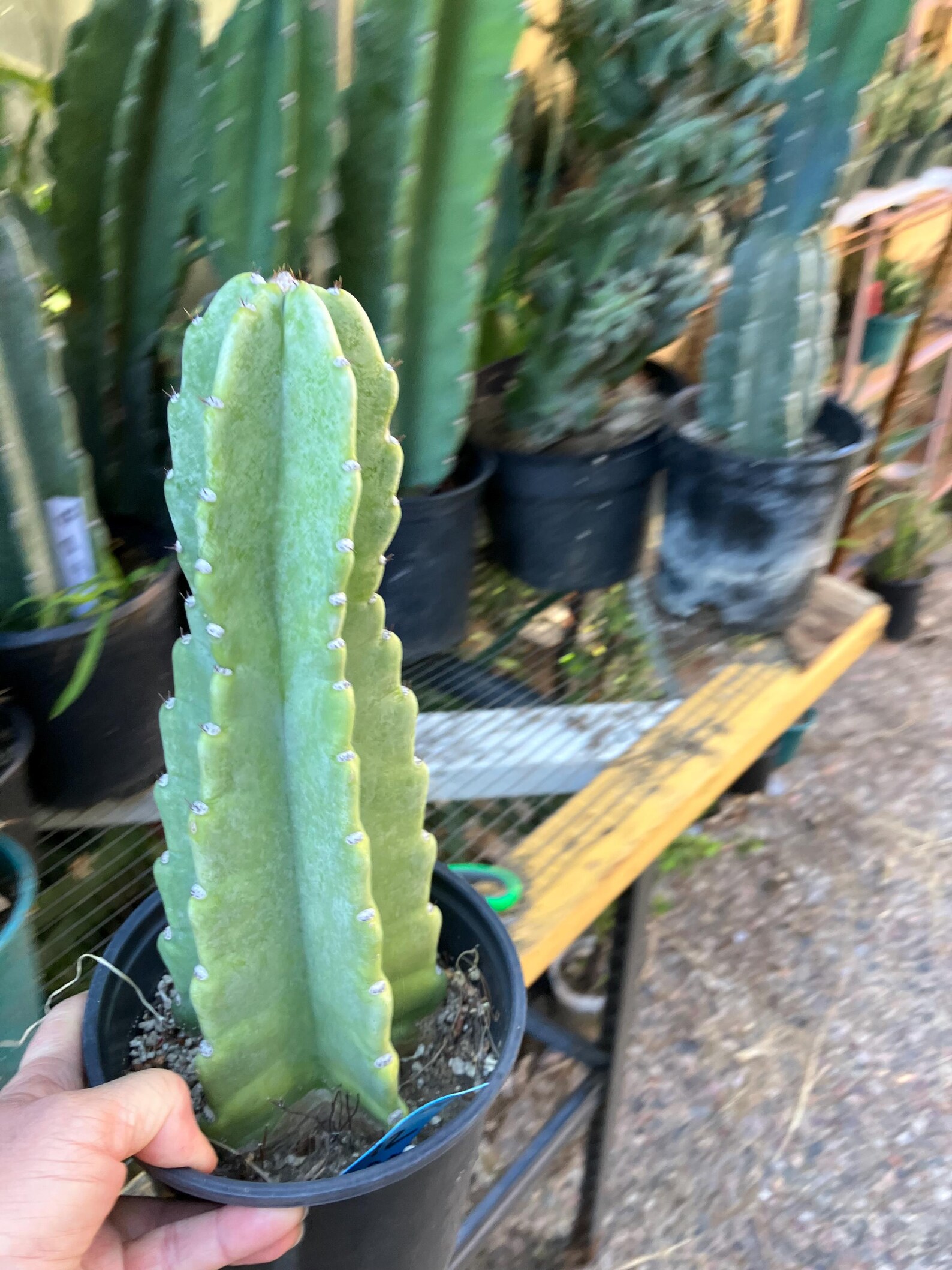 Cereus Peruvianus Night Blooming Cactus Peruvian Apple Cactus 12" Tall ...