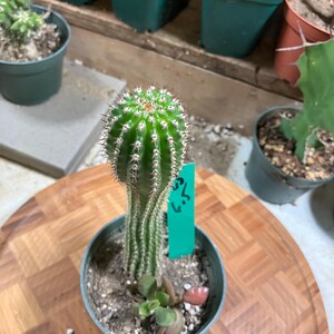Pachycereus Pecten~ Aboriginum Hairbrush Cactus 6.5" Tall - Etsy