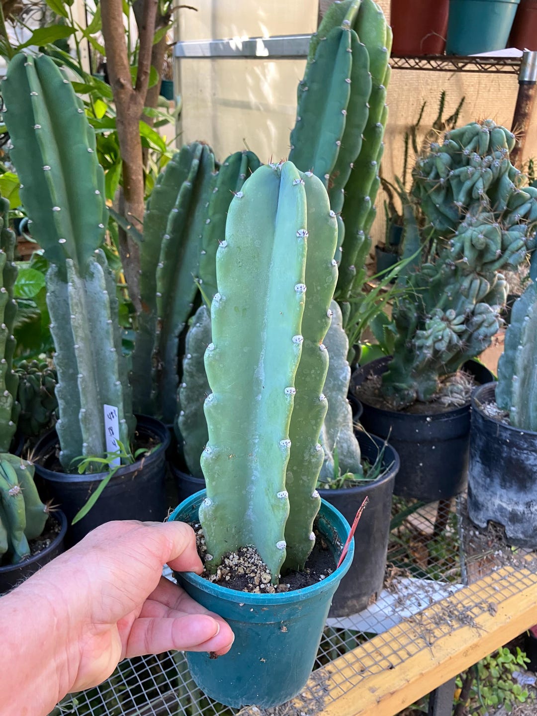 Cereus Peruvianus Night Blooming Cactus Peruvian Apple Cactus 11" Tall ...