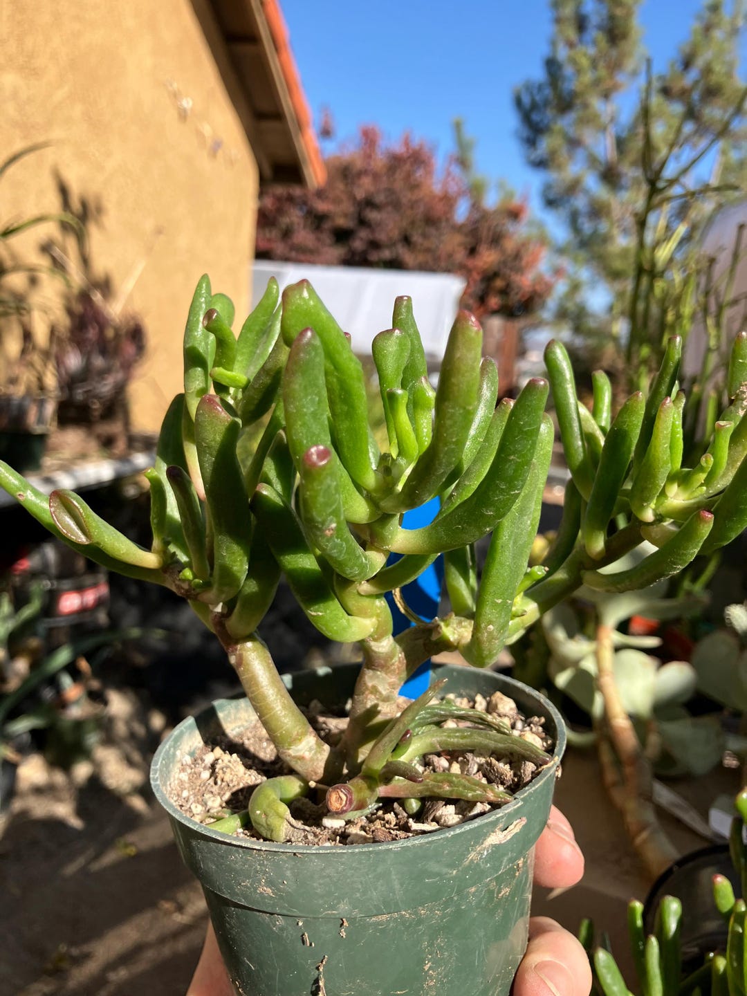Crassula Gollum Jade Succulent Bonsai Style Living Plant 5"tall 7"wide ...