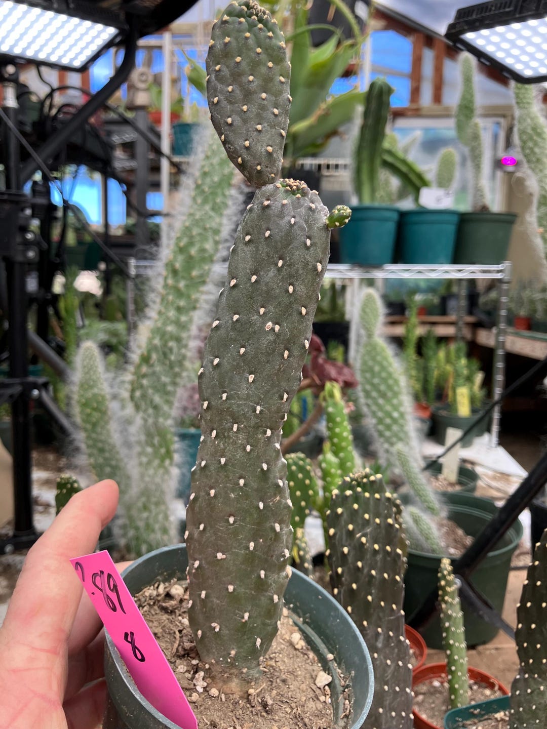 Opuntia Consolea Roadkill Cactus 8”tall This Plant - Etsy