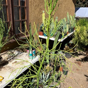 Euphorbia Tirucalli Pencil Cactus 47"tall This Plant - Etsy