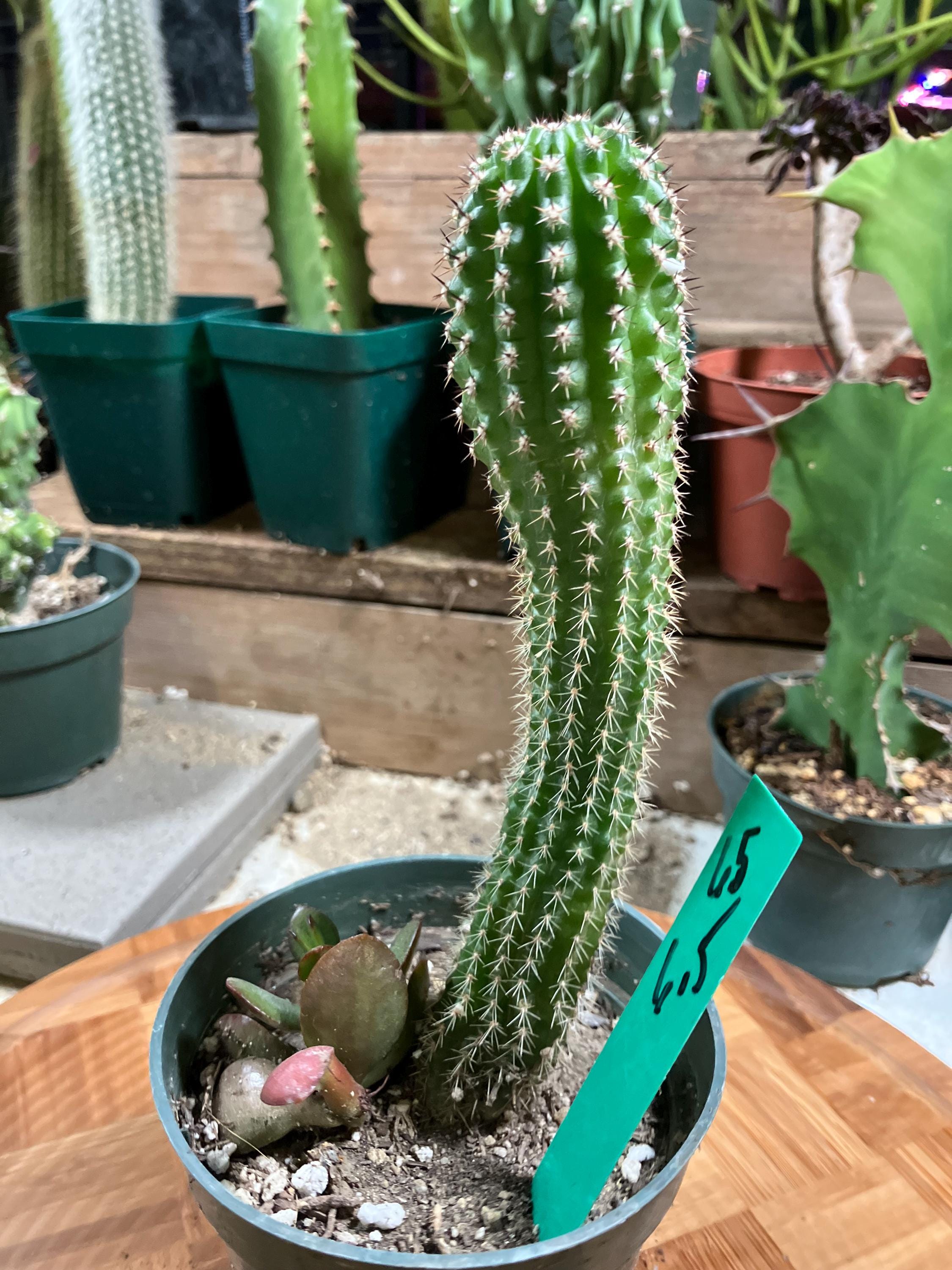 Pachycereus Pecten~ Aboriginum Hairbrush Cactus 6.5" Tall - Etsy