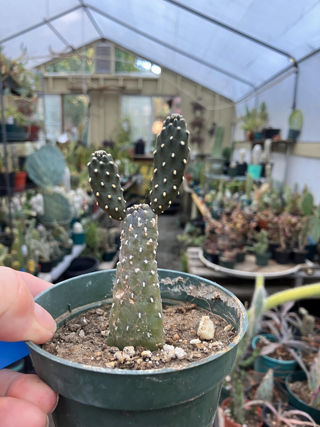 Opuntia Consolea Roadkill Cactus 4”tall This Plant Road Kill - Etsy